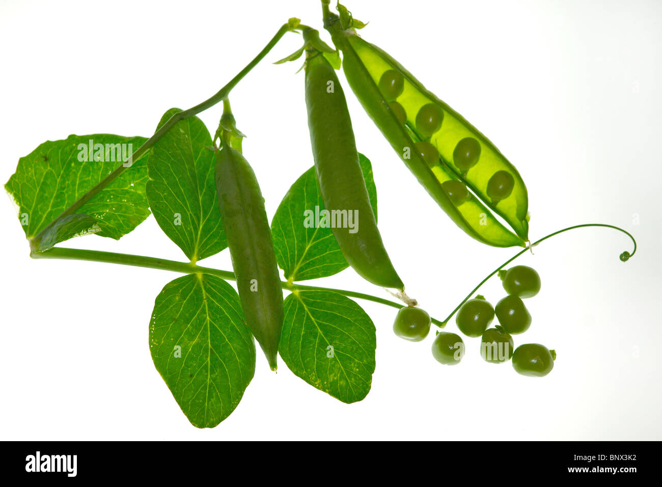 Peas Garden Peas organic displayed as a cut-out image of this favourite ...