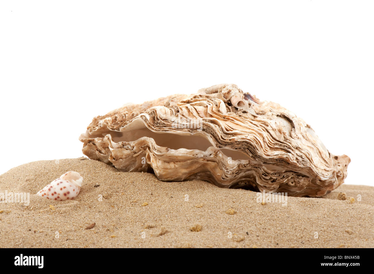 Open oyster on the beach on white background Stock Photo - Alamy