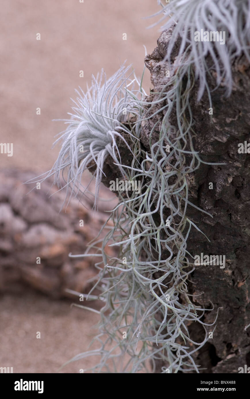 Tillandsia tectorum hi-res stock photography and images - Alamy
