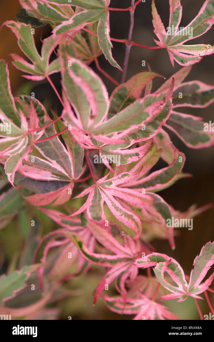 Pink acer foliage Stock Photo - Alamy