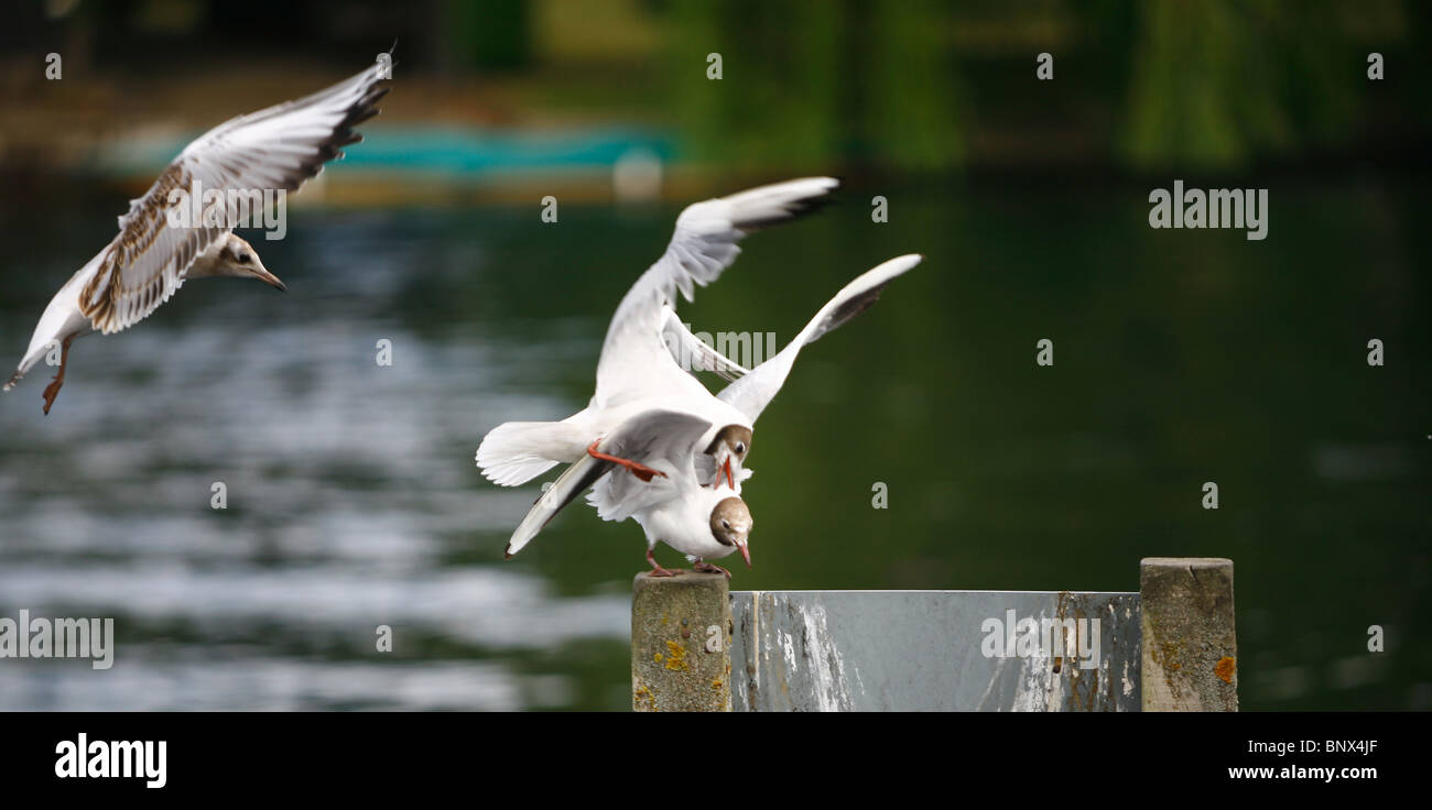 Funny flight hi-res stock photography and images - Alamy