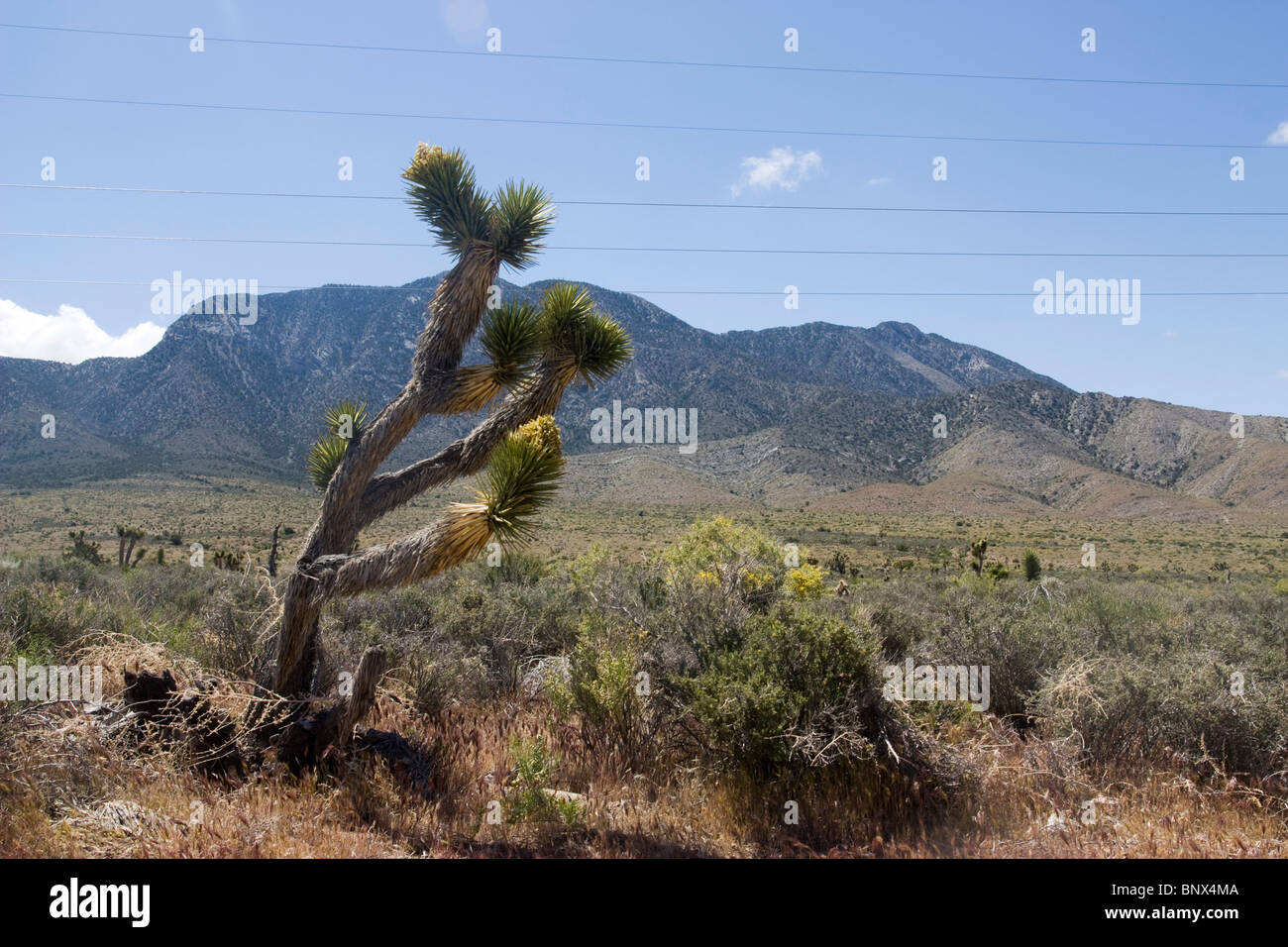 The famous Joshua tree in california Stock Photo - Alamy