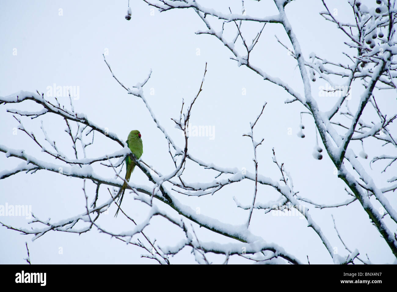 A parakeet sitting on a branch of a tree in a snowy landscape in Byron ...