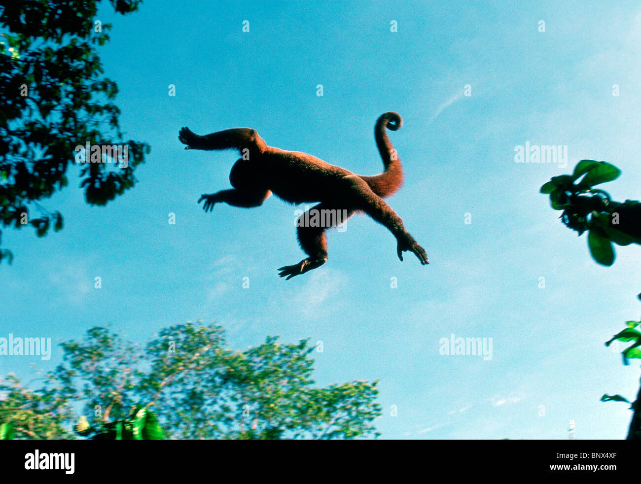 Flying monkey hi-res stock photography and images - Alamy