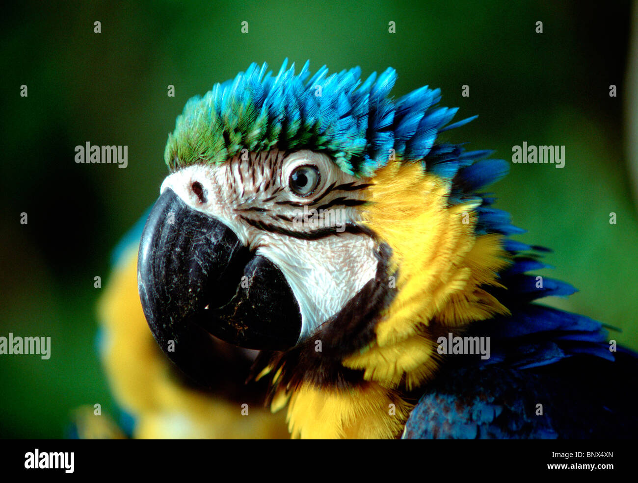 Portrait of a blue-and-gold macaw Stock Photo - Alamy