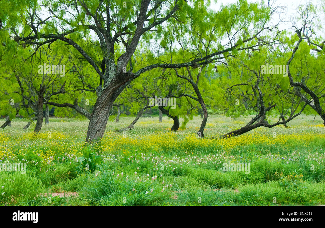 Texas trees and flowers hi-res stock photography and images - Alamy