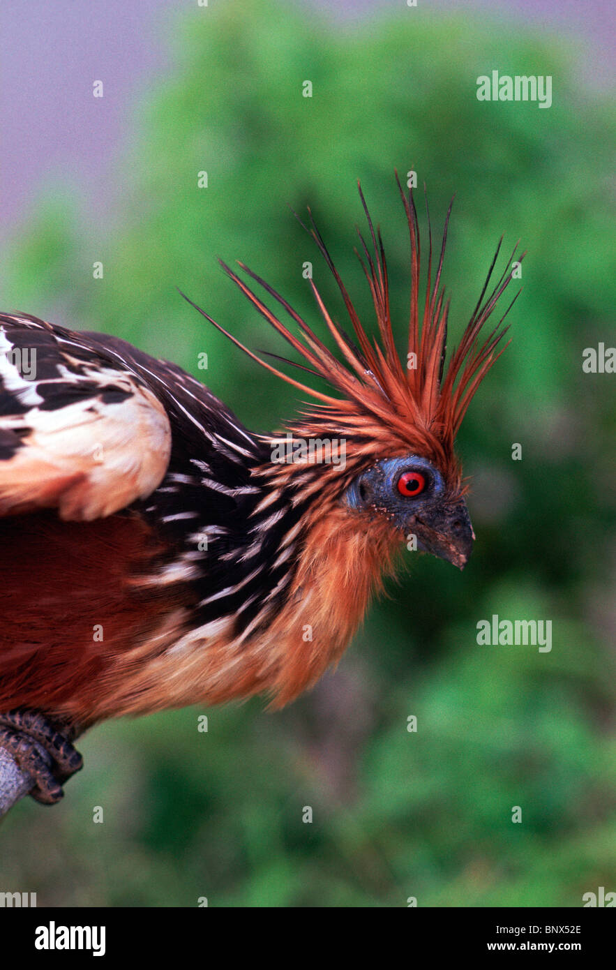 Hoatzin, an unusual species of tropical bird found in swamps, riverine ...