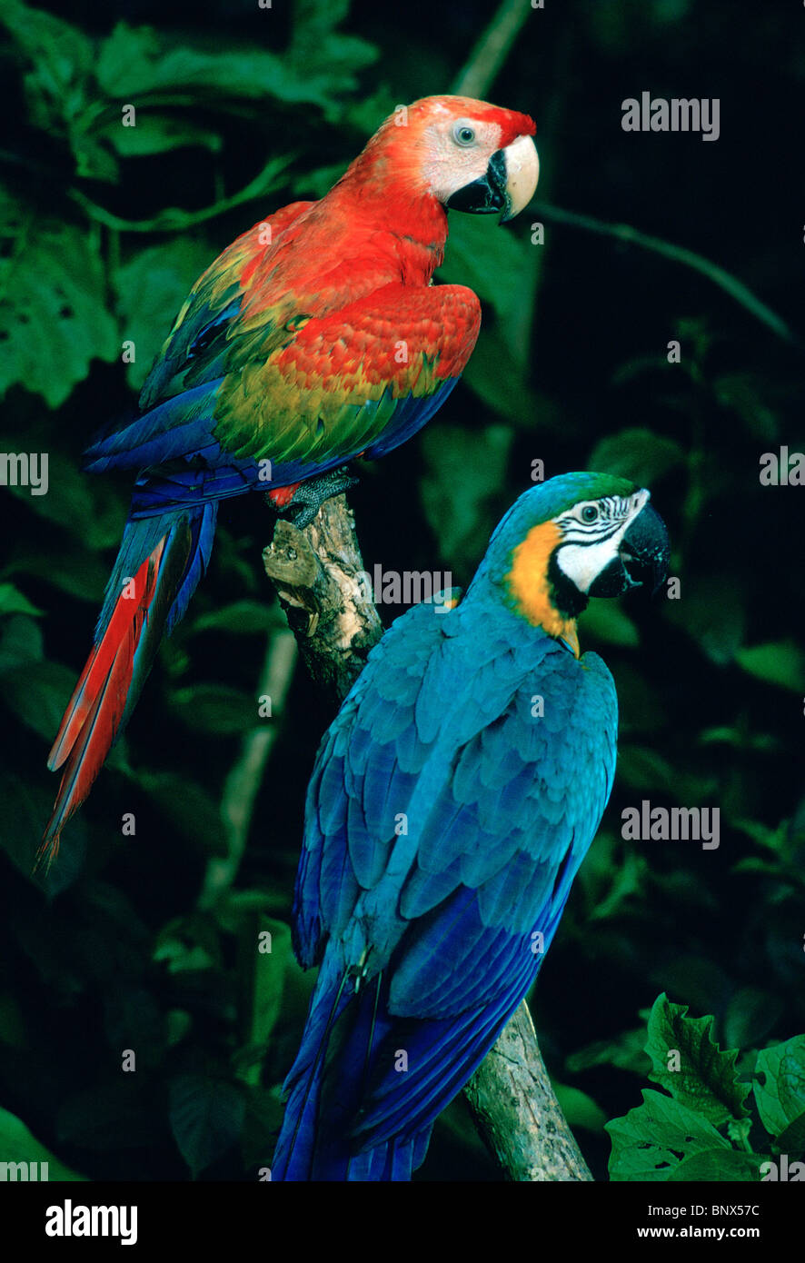 Portrait of a scarlet macaw with a blue and gold macaw Stock Photo - Alamy