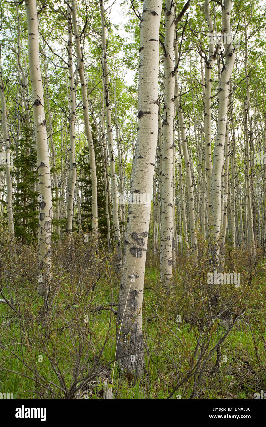 Forest of Quaking Aspen or Populus Tremuloides in Jasper National Park ...