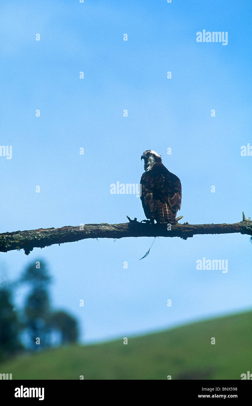 Osprey perched on branch above the Russian River, Sonoma County ...