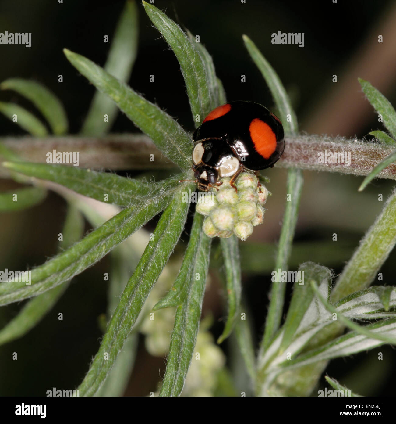 Harlequin Ladybird (Harmonia axyridis). An invasive introduced species ...