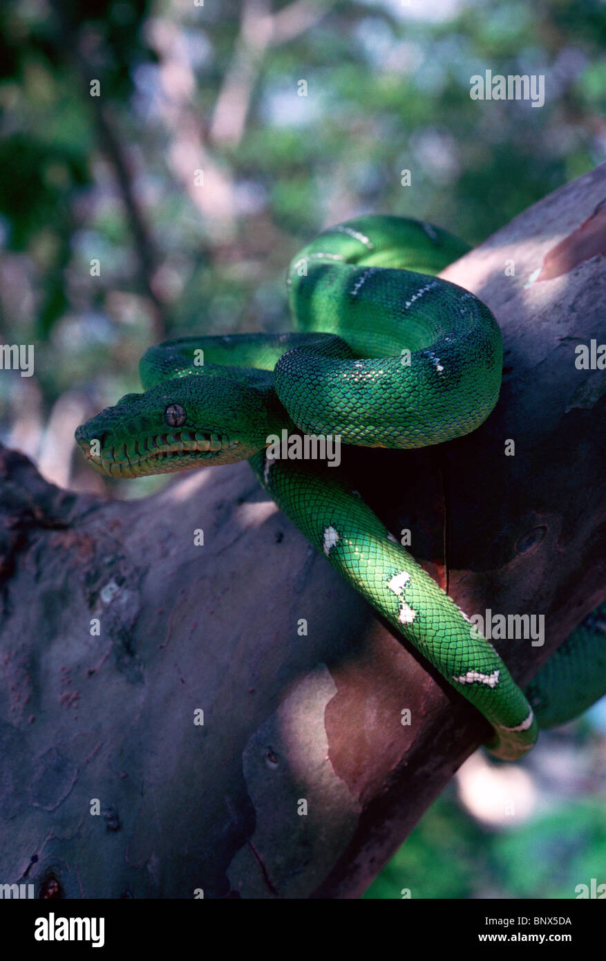 Green boa constrictor Stock Photo - Alamy