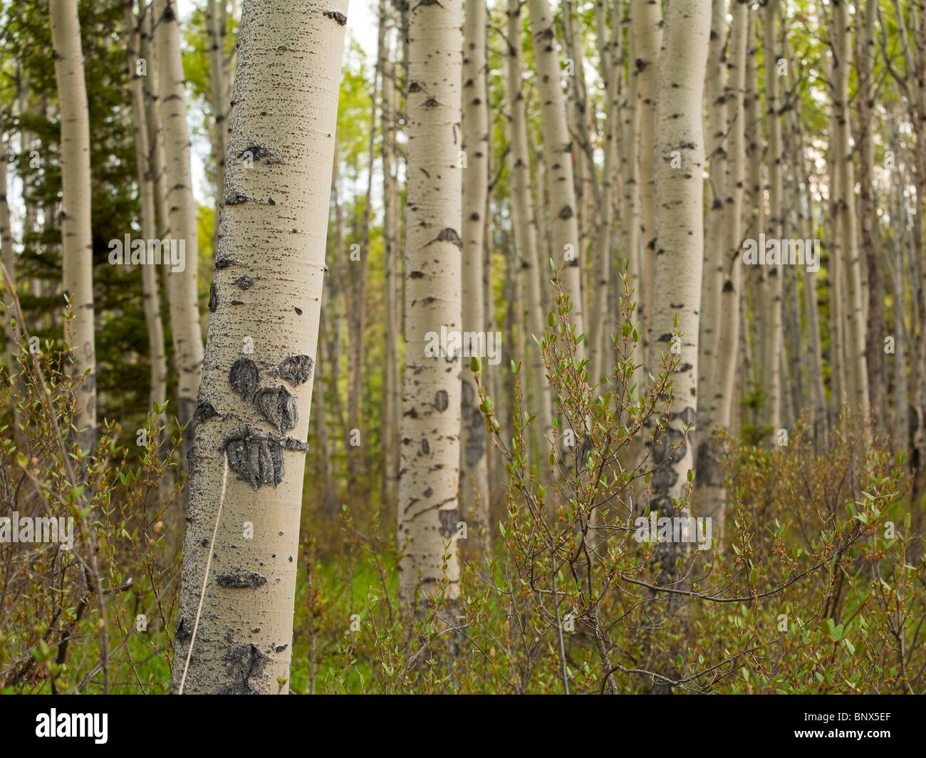 Forest of Quaking Aspen or Populus Tremuloides in Jasper National Park ...