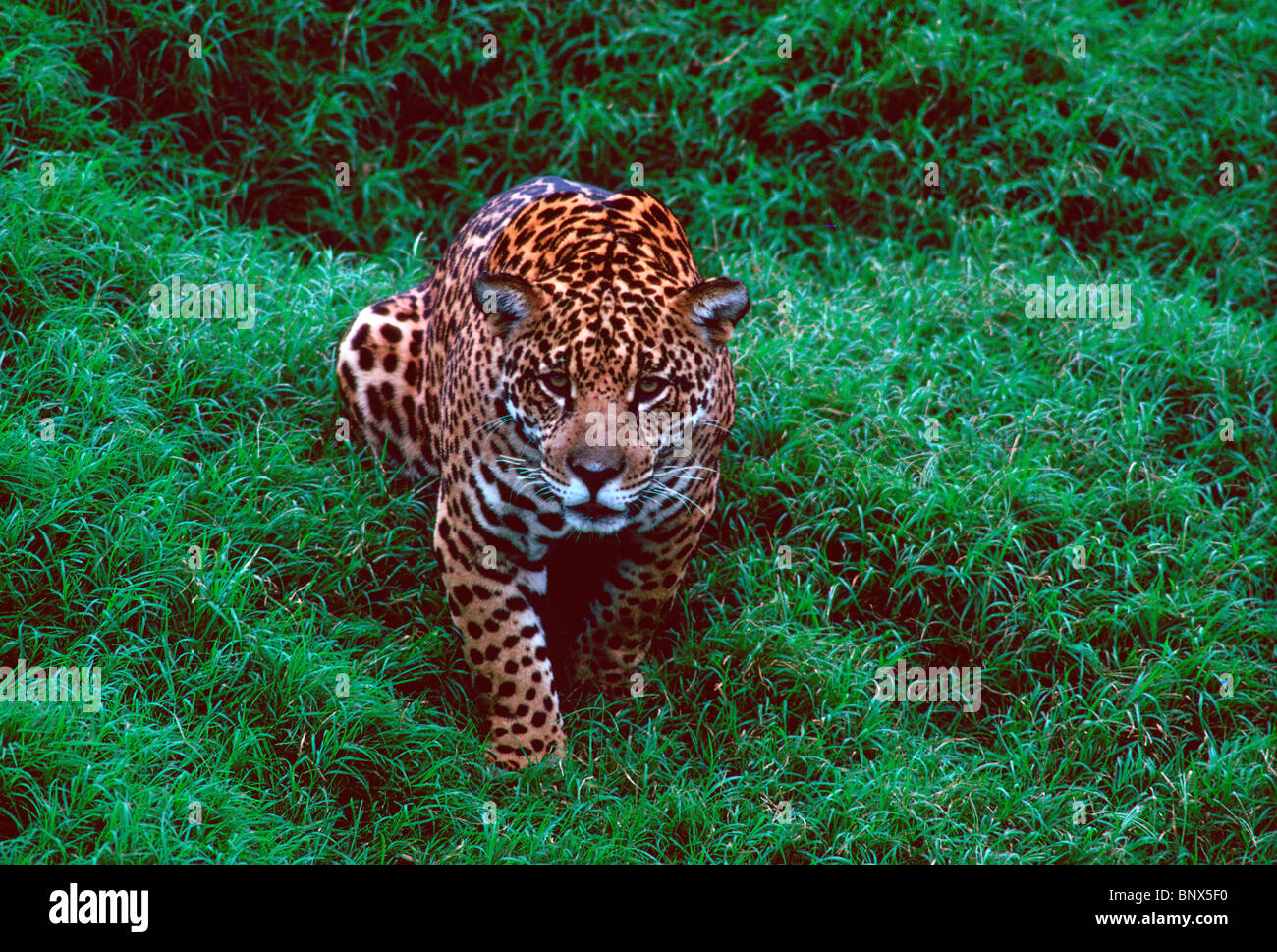 Stalking jaguar Stock Photo - Alamy