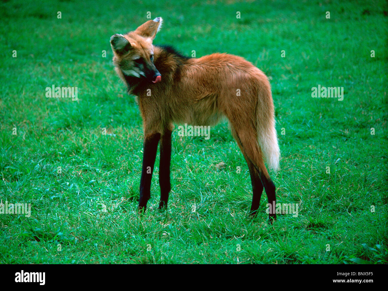 Crin wolf hi-res stock photography and images - Alamy