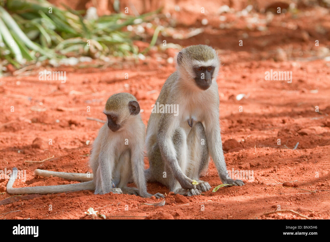 Female vervet monkey (Chlorocebus, pygerythrus) with a baby, Tsavo East ...