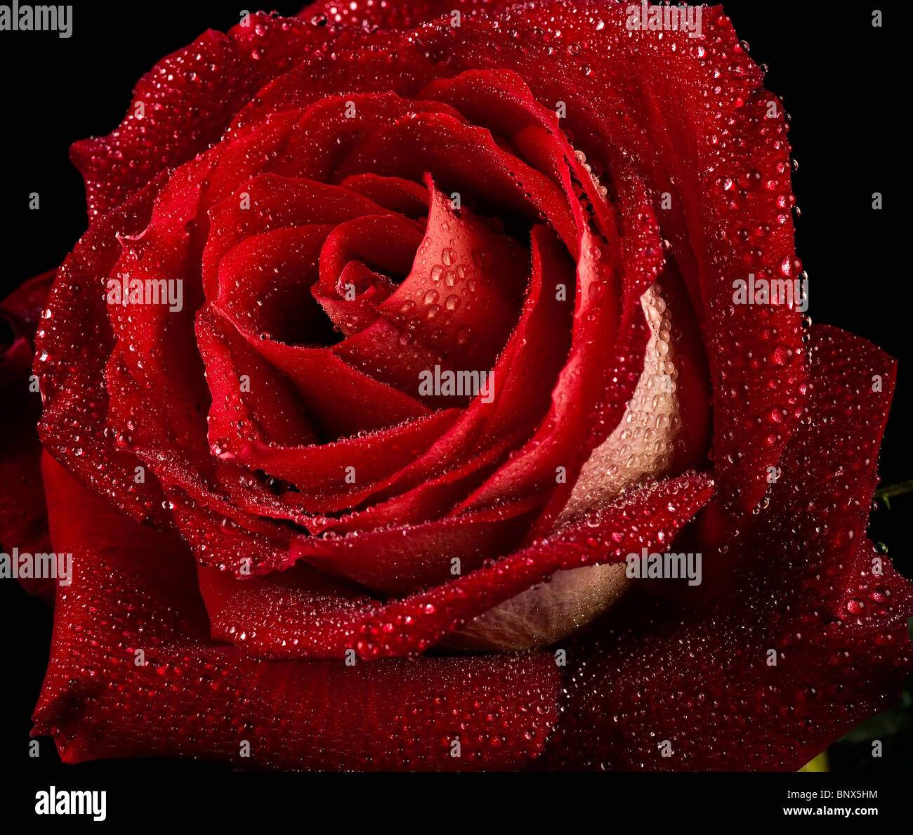 Rose with water drops Stock Photo - Alamy