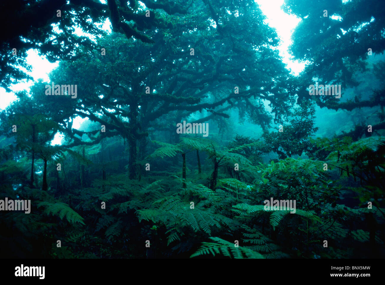 Cloud forest, eastern Andes, Colombia Stock Photo - Alamy