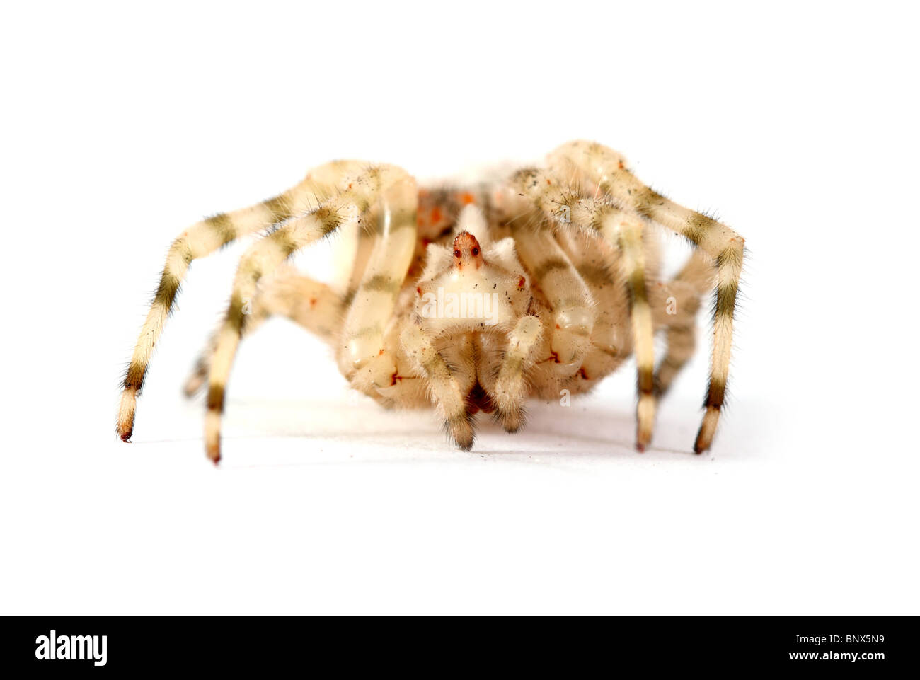 Magnificent spider photographed in a studio Stock Photo - Alamy