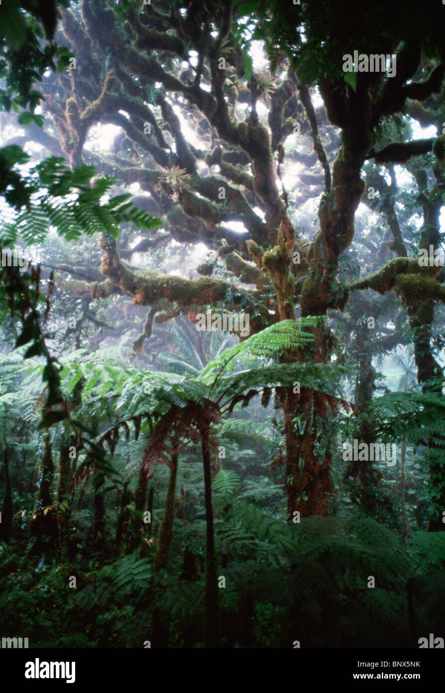 Inside the South American rain forest Stock Photo - Alamy