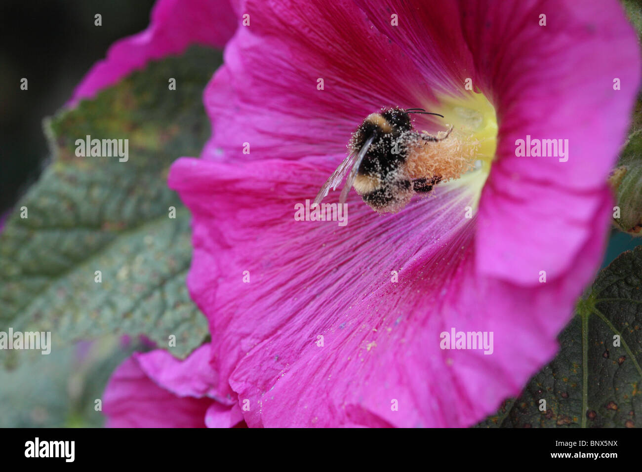 Bee holding onto Hollyhock for dear life Stock Photo - Alamy
