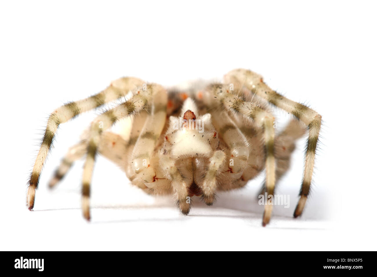 Magnificent spider photographed in a studio Stock Photo - Alamy