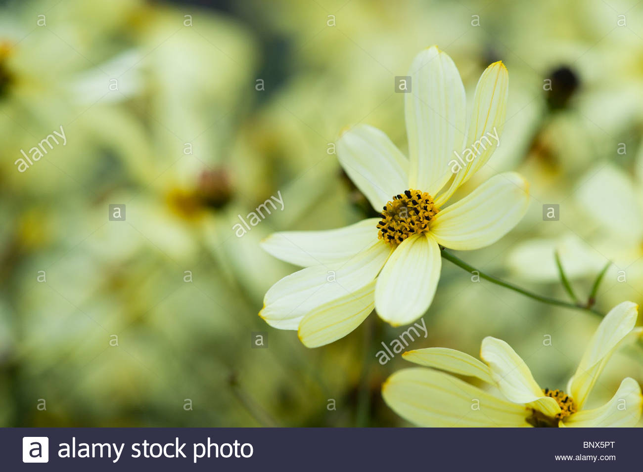 Moonbeam Stock Photos & Moonbeam Stock Images - Alamy