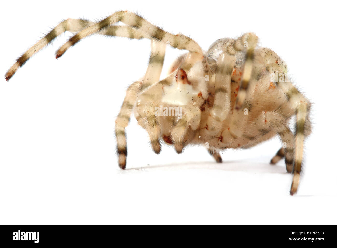 Magnificent spider photographed in studio hi-res stock photography and ...