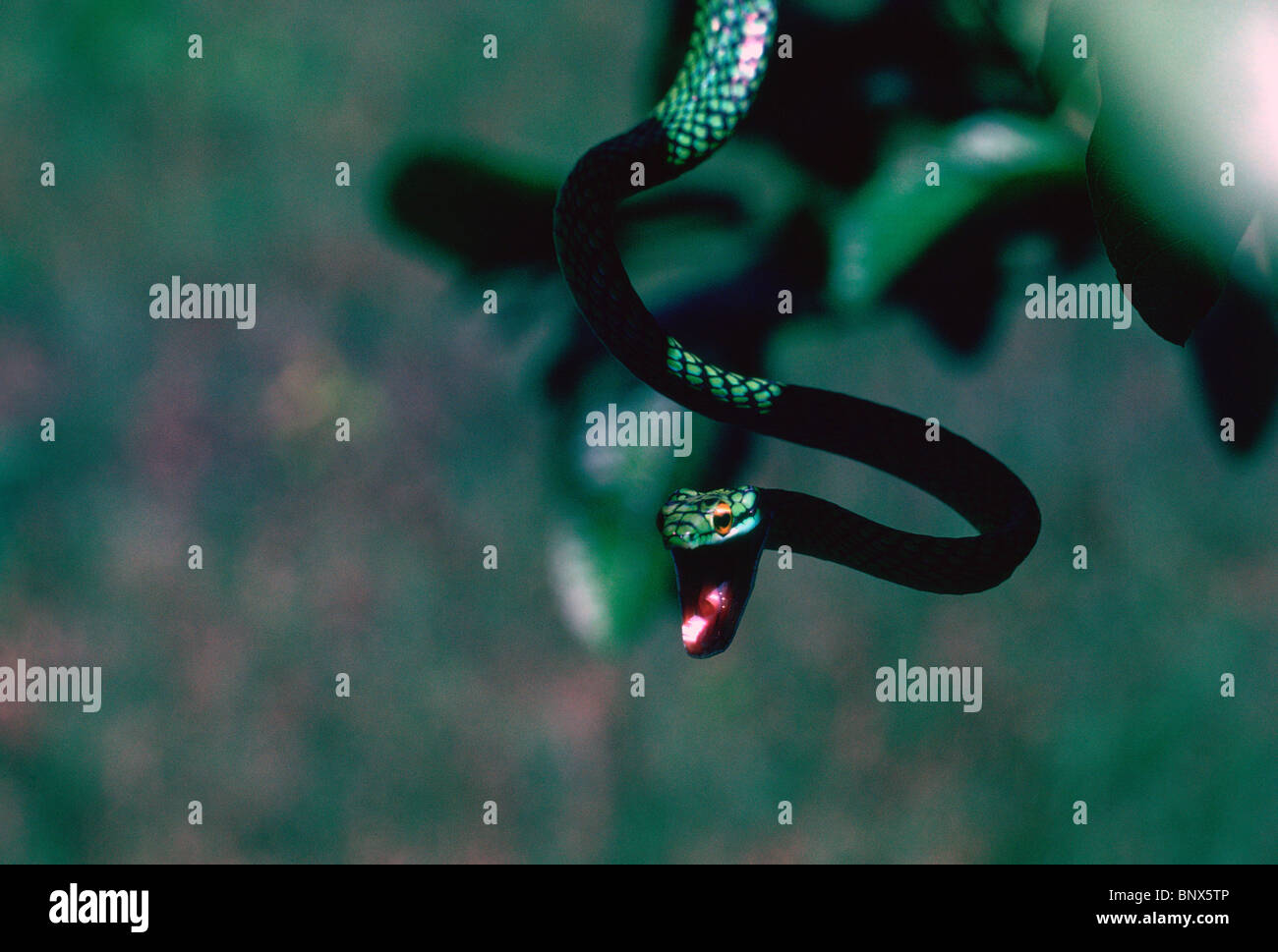 Parrot or lora snake, a toothless tree snake Stock Photo - Alamy