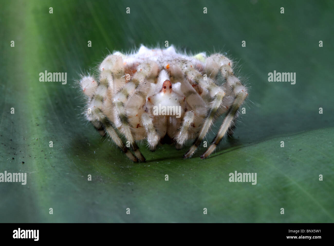 Bolas Spider High Resolution Stock Photography and Images - Alamy