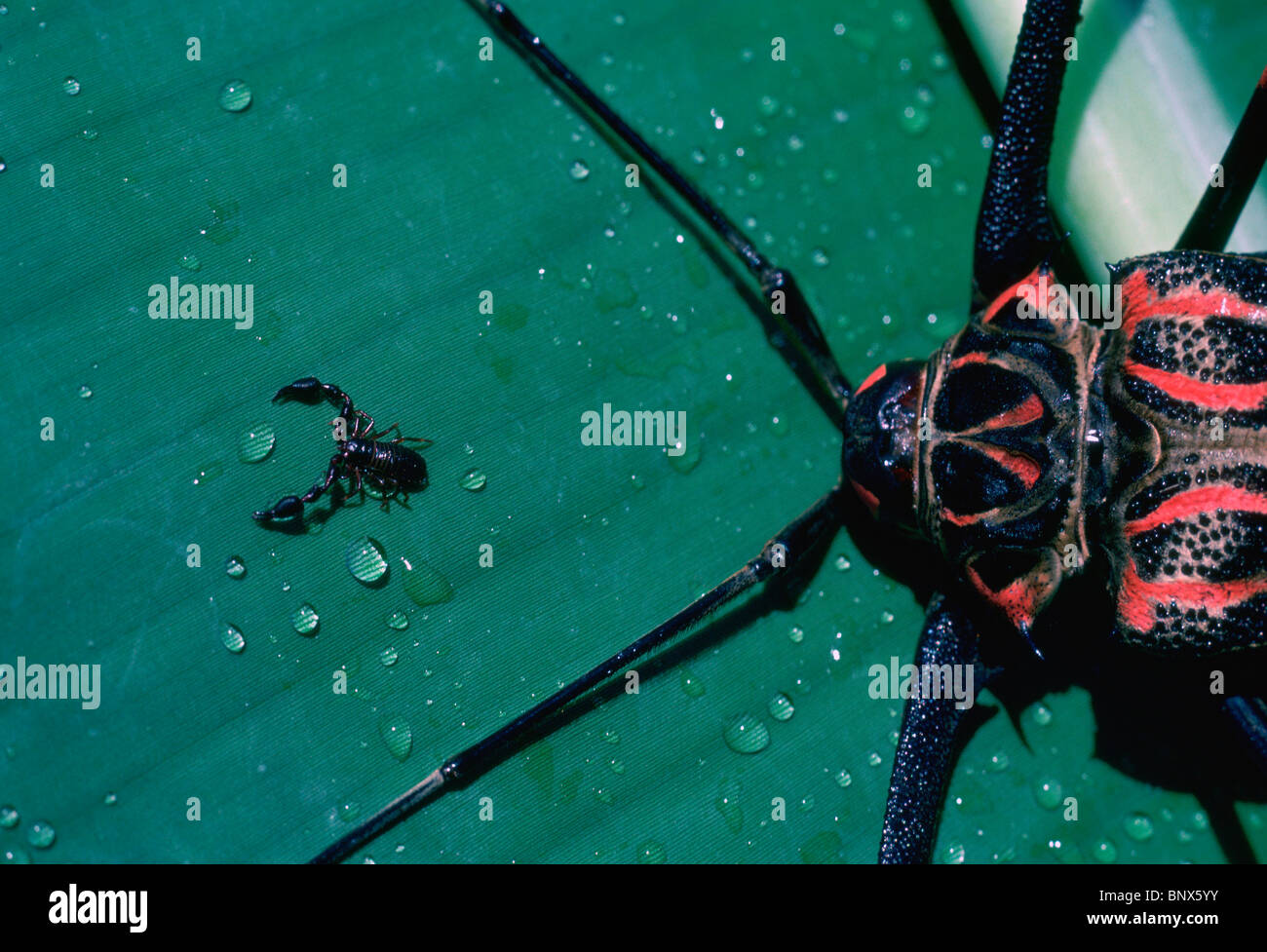 Harlequin beetle hi-res stock photography and images - Alamy