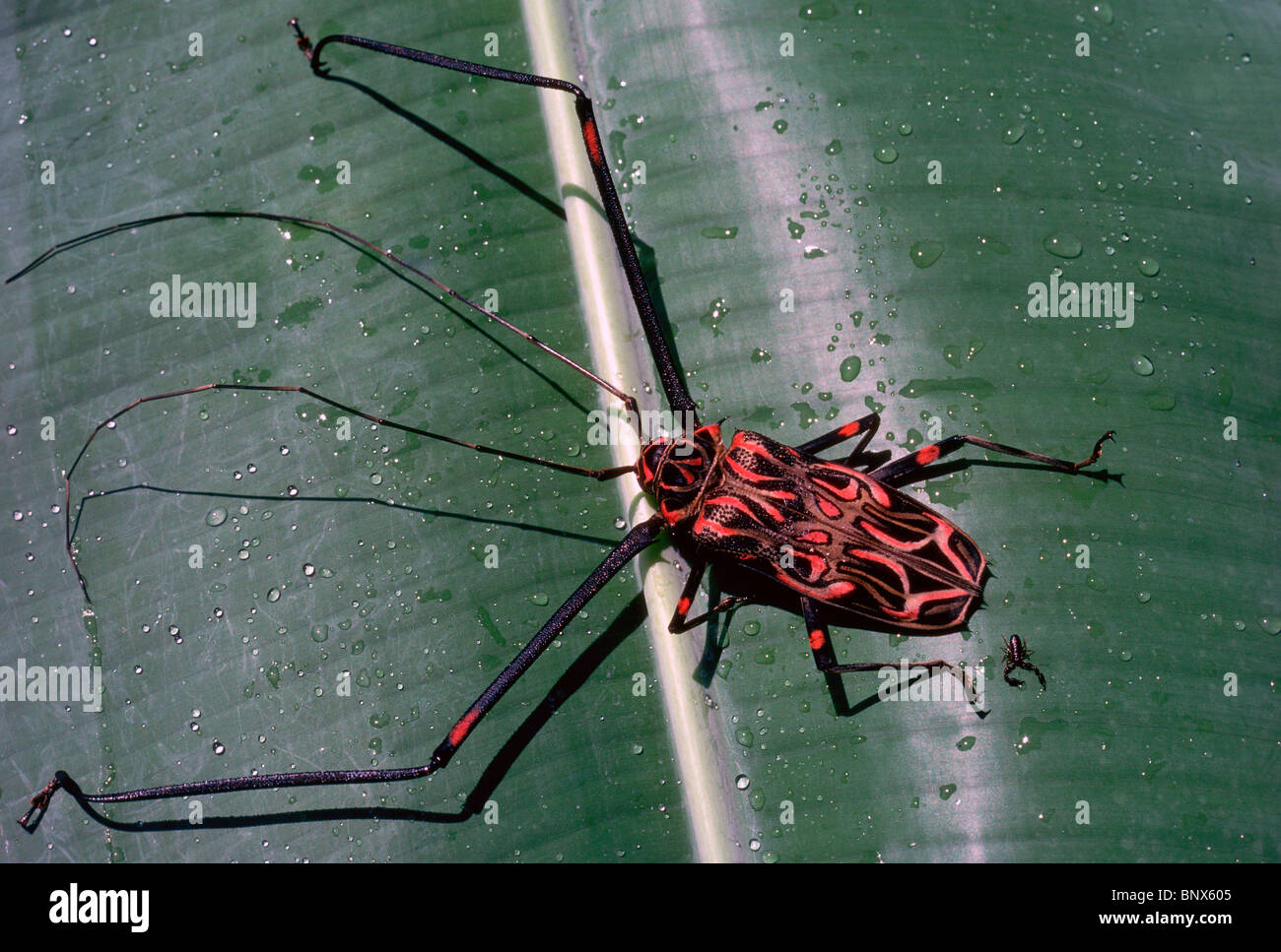 Harlequin beetle pseudoscorpion hi-res stock photography and images - Alamy