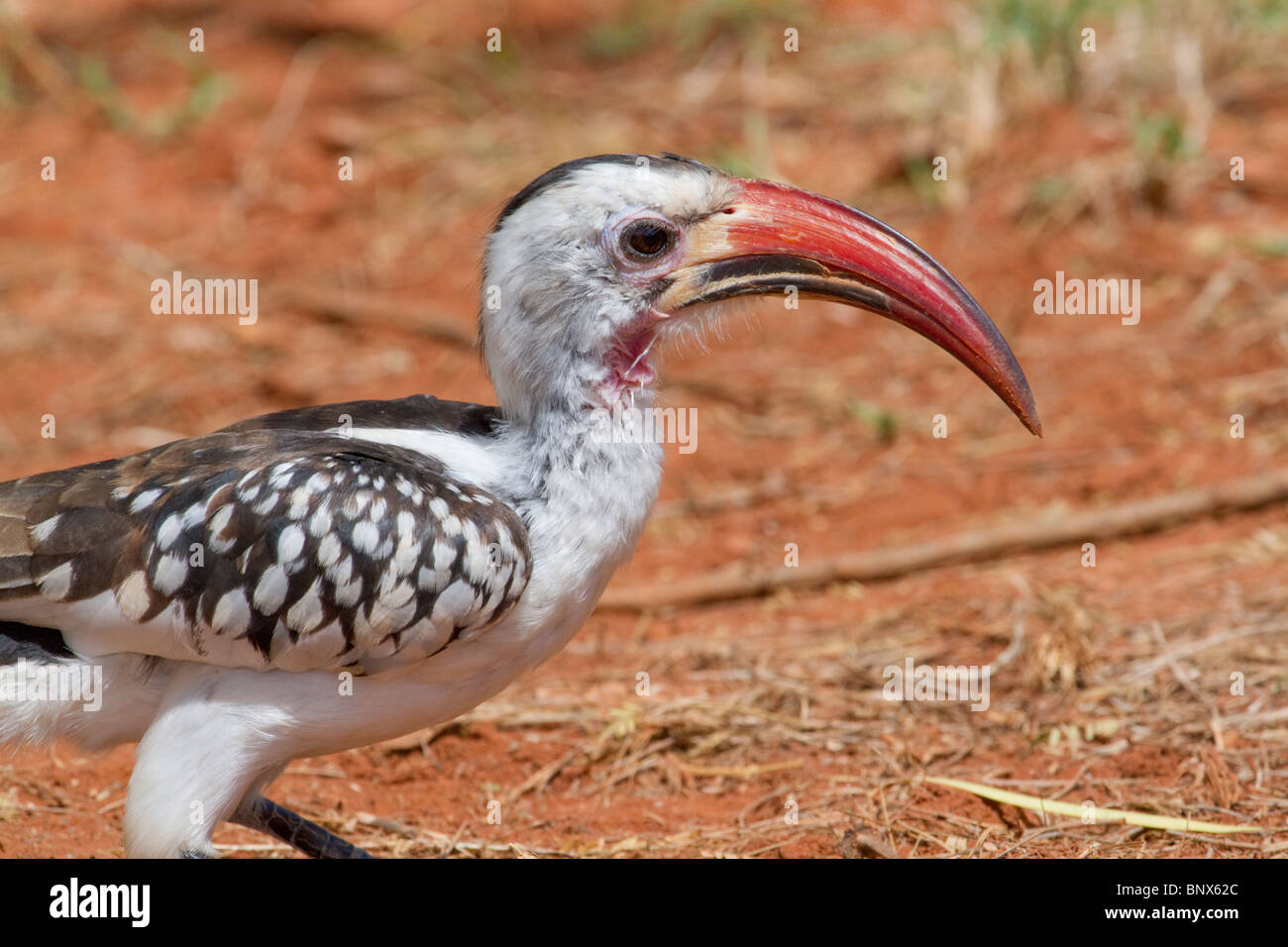 Red-billed Hornbill (Tockus erythrorhynchus) portrait, Tsavo East ...