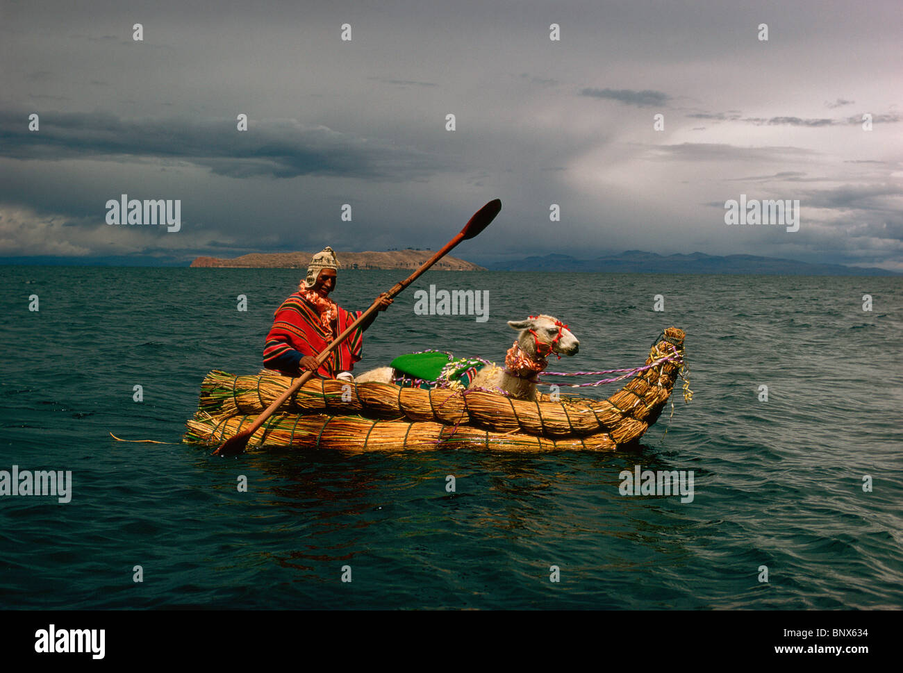 A llama and oarsman on a half-balsa, Lake Titicaca, Peru Stock Photo ...