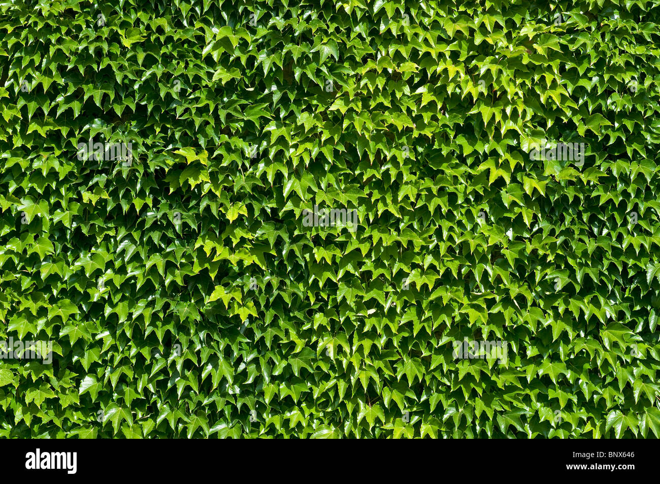 Summer leaf colour of Virginia Creeper - Parthenocissus quinquefoilia ...