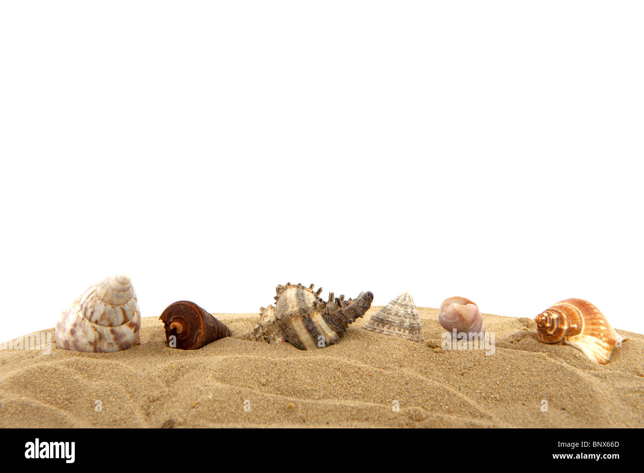 Many shells at the beach with white background Stock Photo - Alamy