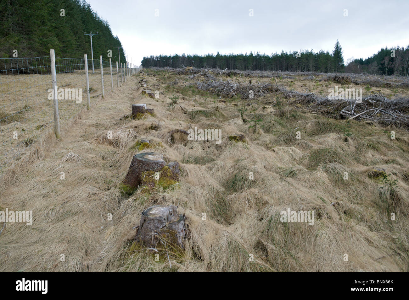 Forestry scotland branches hi-res stock photography and images - Alamy