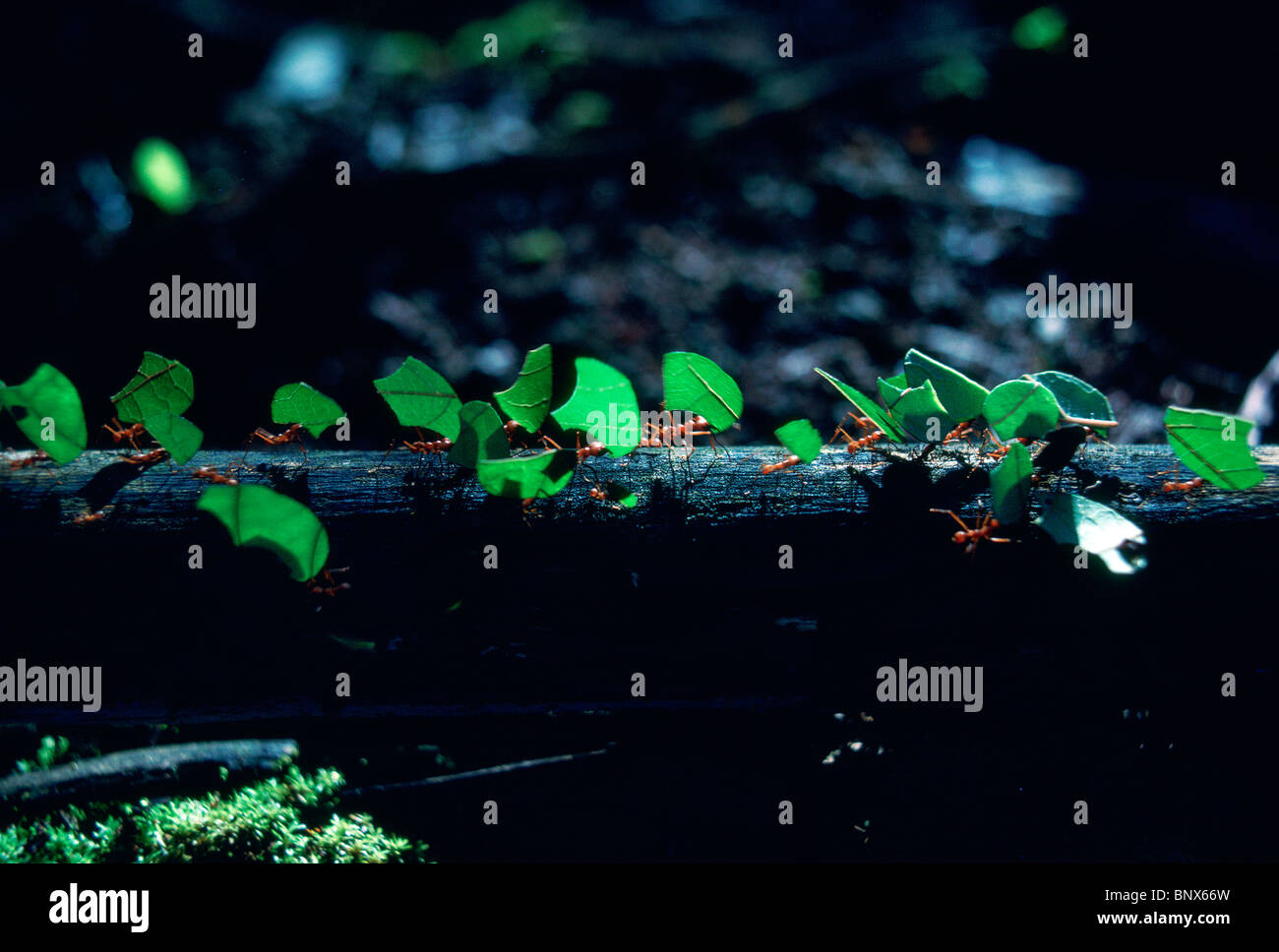 Leaf-cutting ants hurry along a charred log to reach underground ...
