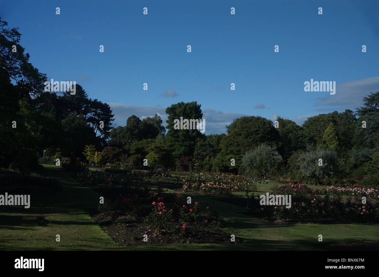 Rose beds in Roath Park Cardiff Stock Photo - Alamy