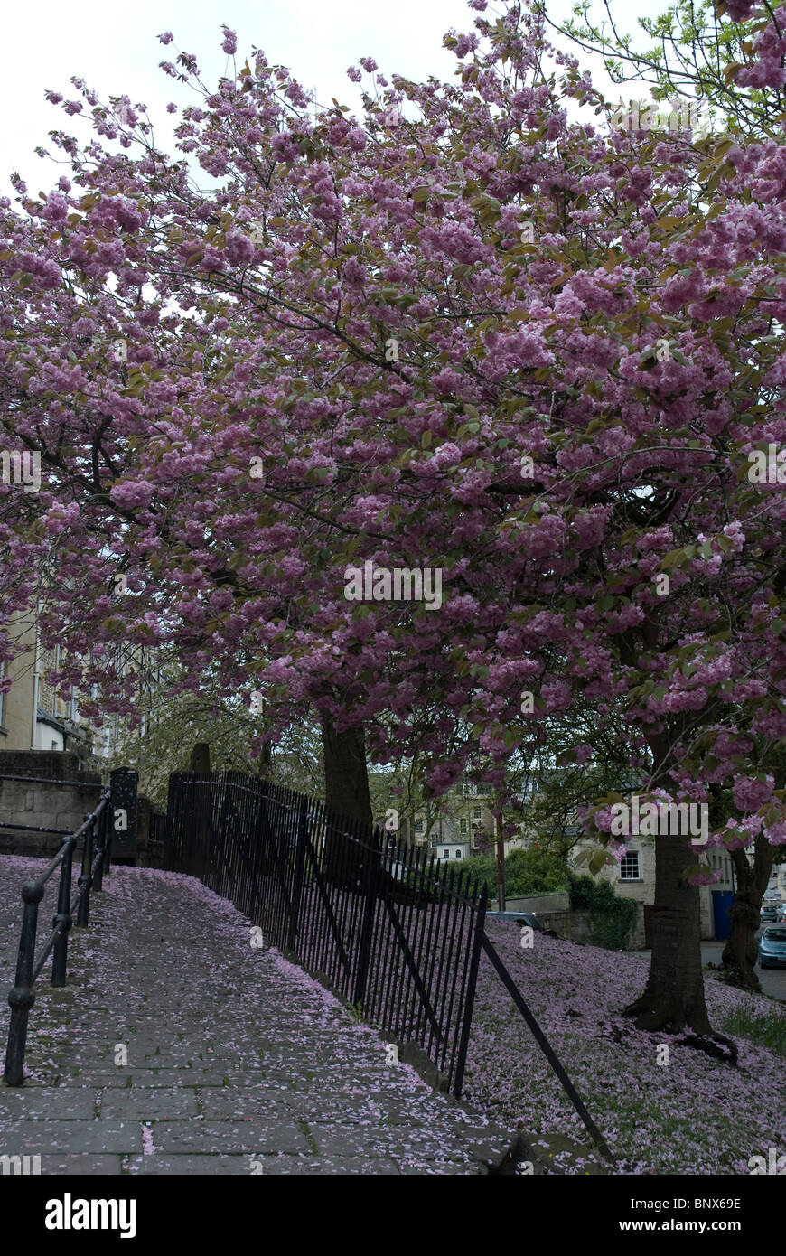 Spring blossom tree in Henrietta Park Bath Spa Somerset UK Stock Photo ...