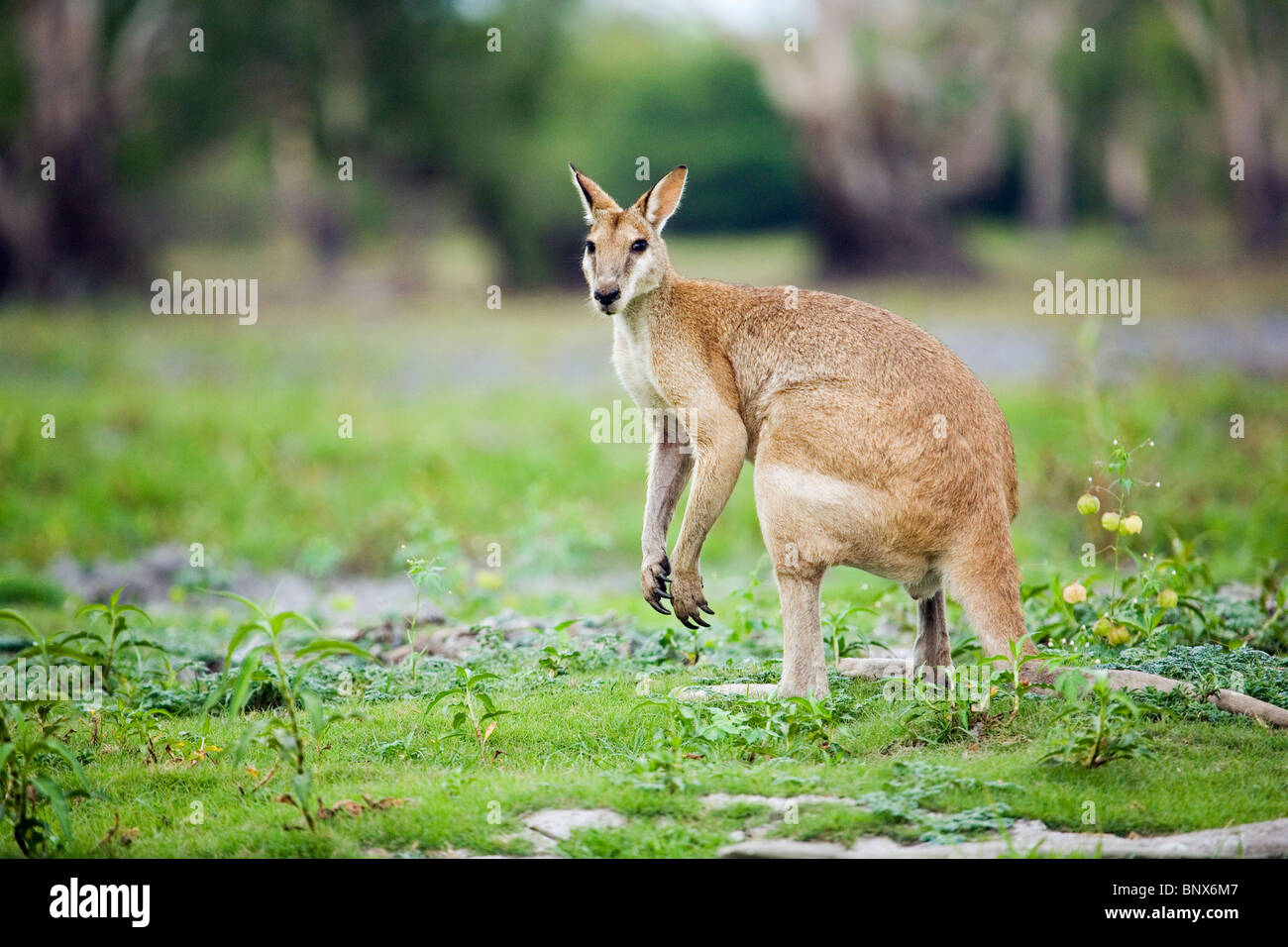 Agile Wallaby (Macropus agilis) in the Mary River Wetlands. Mary River ...