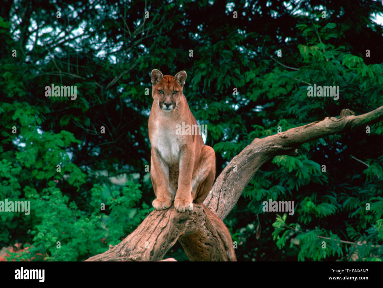 Puma jungle hi-res stock photography and images - Alamy