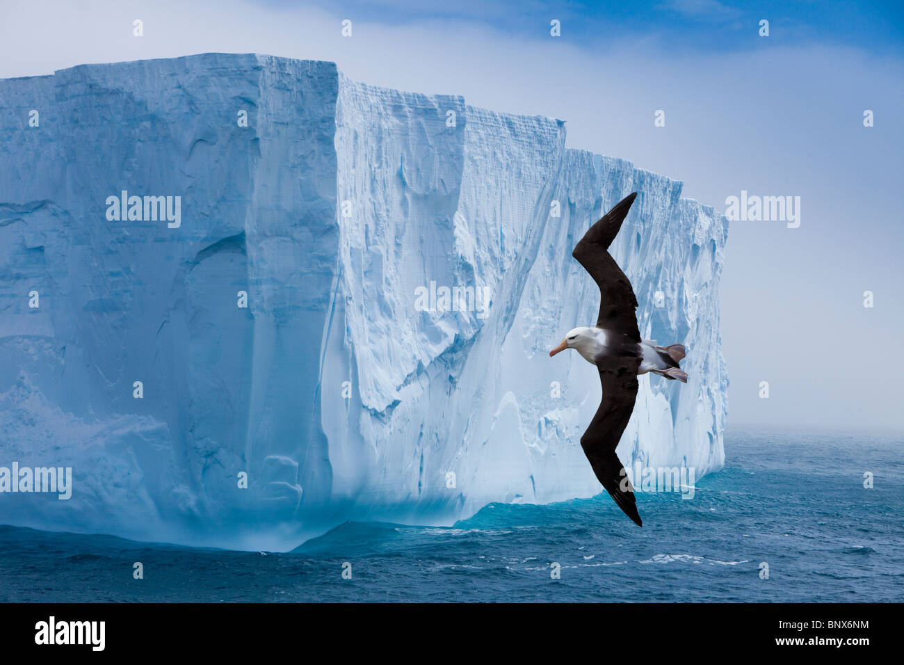 Black-browed albatross flying past iceberg, Antarctica Stock Photo - Alamy