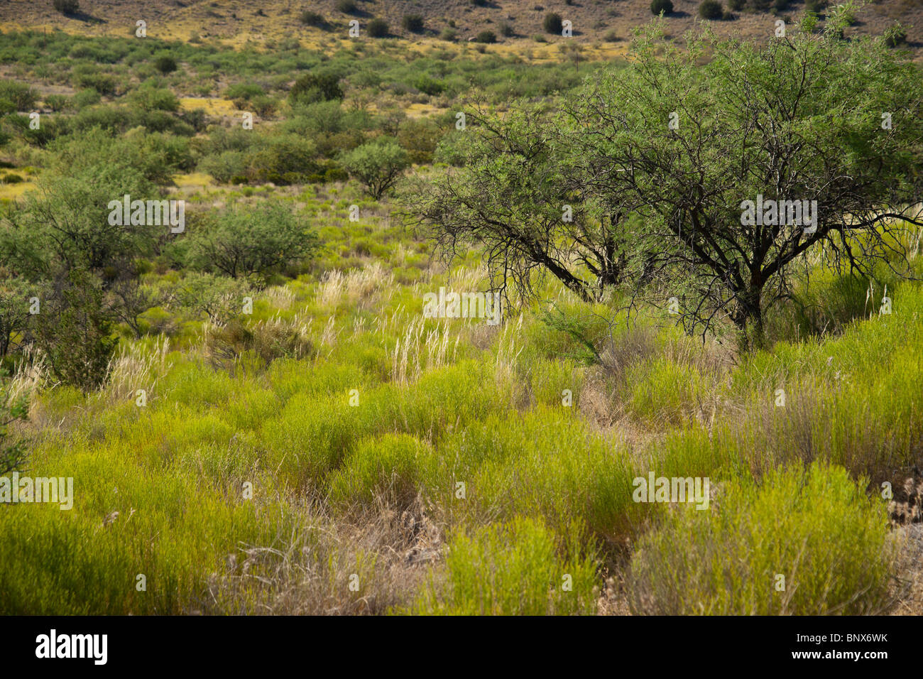 Arizona vegetation hi-res stock photography and images - Alamy