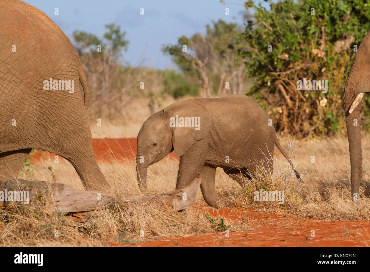 A baby elephant walking between parents through savanna, Tsavo East ...