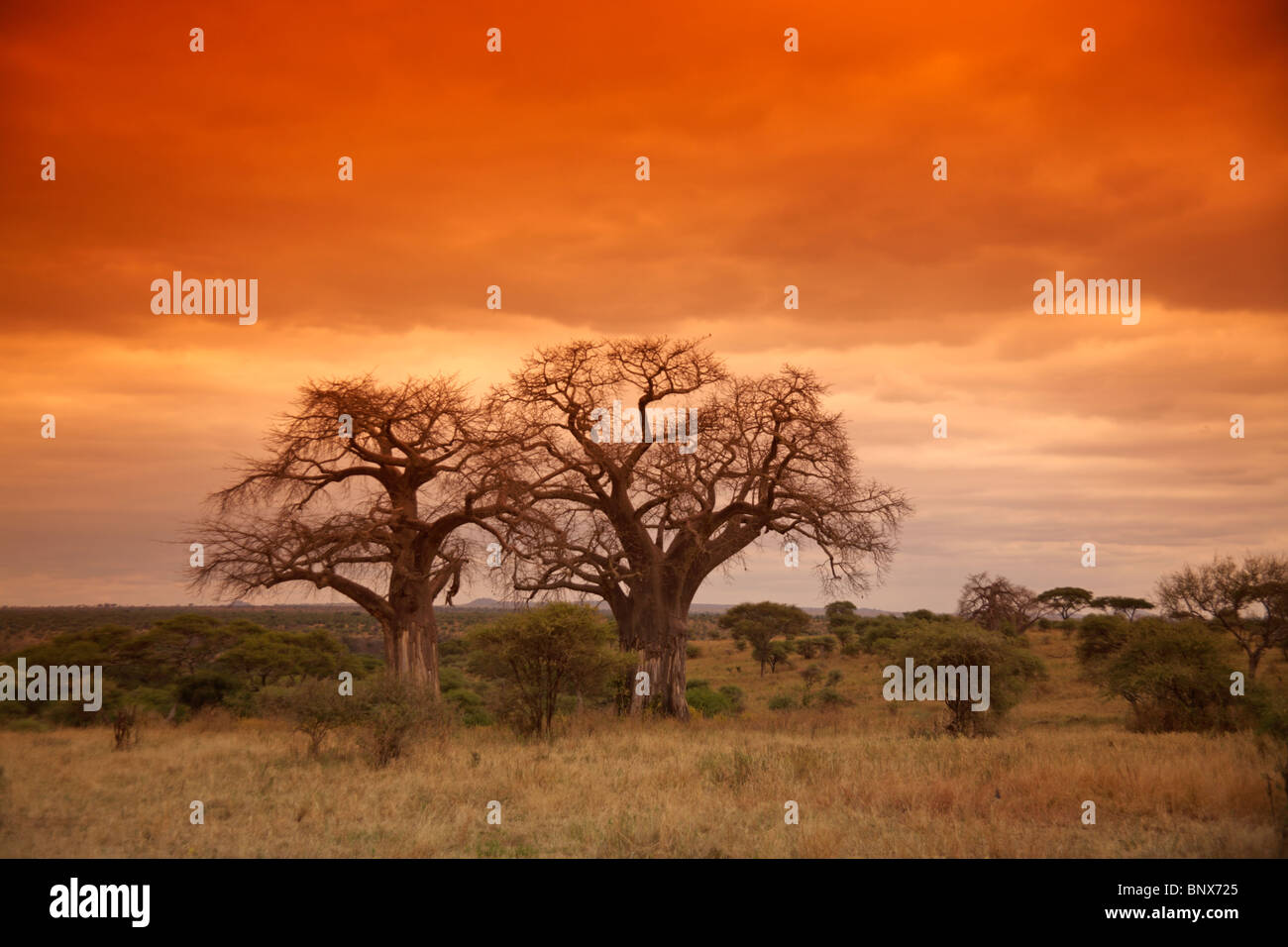 Giant Baobab trees (Adansonia digitata) at sunset, Tarangire National ...