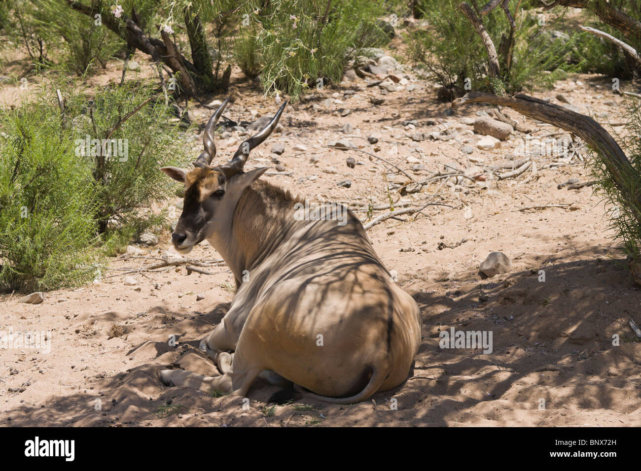 Safari verde hi-res stock photography and images - Alamy