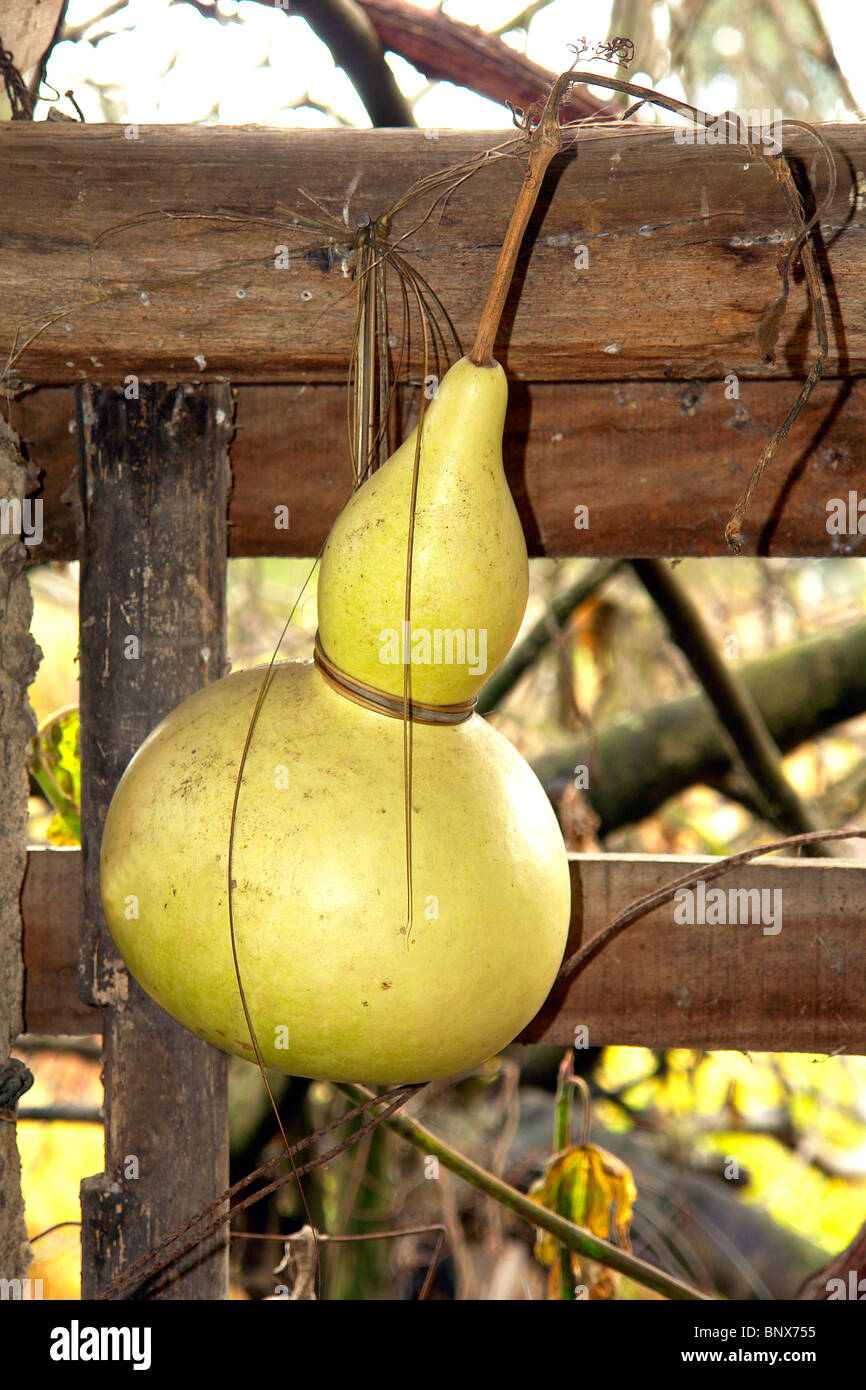 Desert gourd hi-res stock photography and images - Alamy