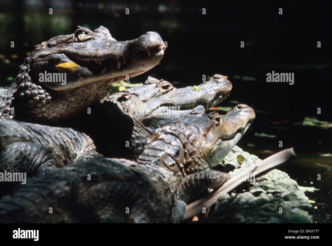 Caimans at rest in the Amazon Basin Stock Photo - Alamy