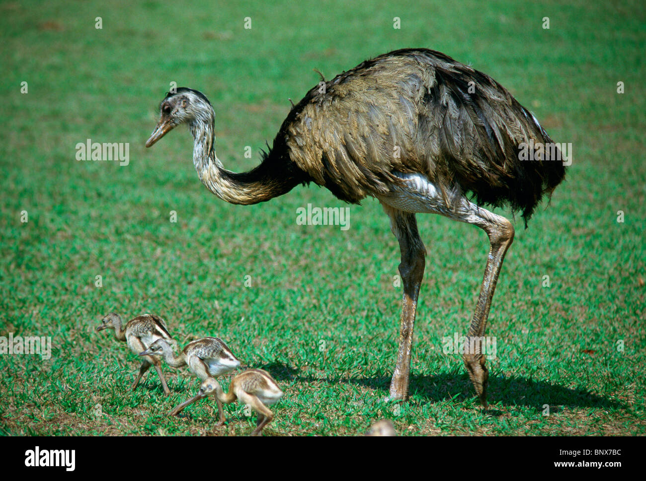Emu chicks hi-res stock photography and images - Alamy